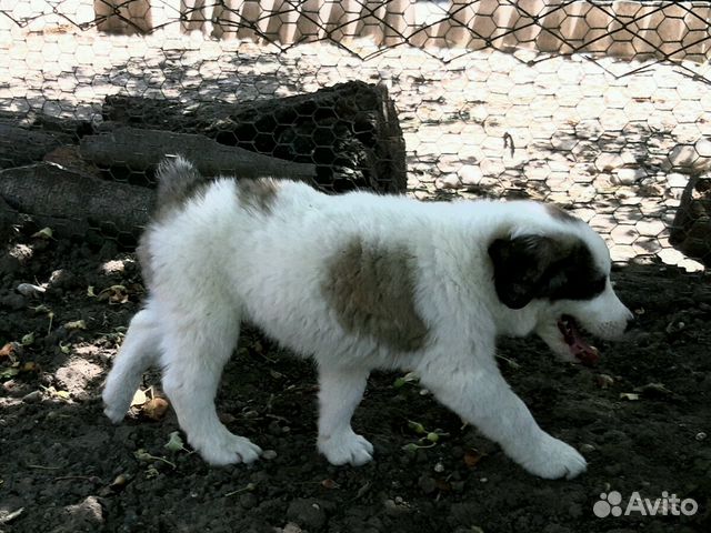 Щенки сао (метисы)