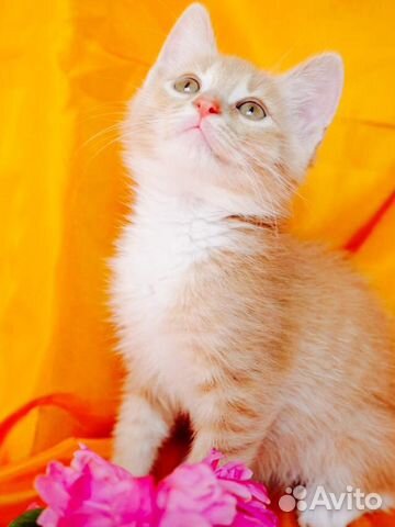 Чудный Корж ищет дом