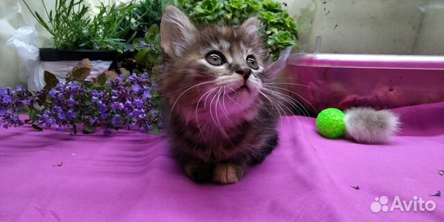 Пушенька котенок девочка 3 месяца