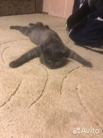 Котик