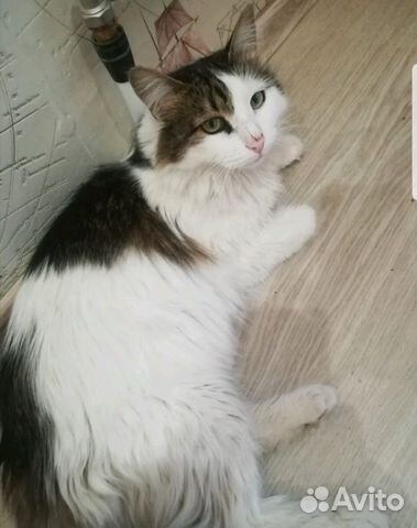 Котик в добрые руки
