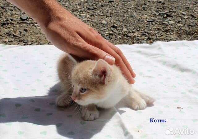 Котята
