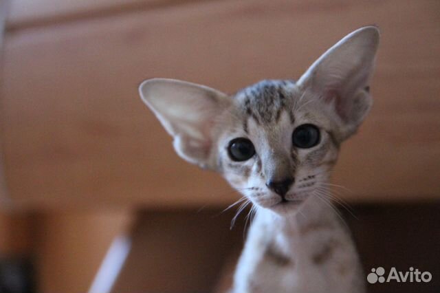 Ориентальный котёнок