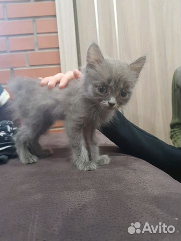 Кошечка ищет хозяев