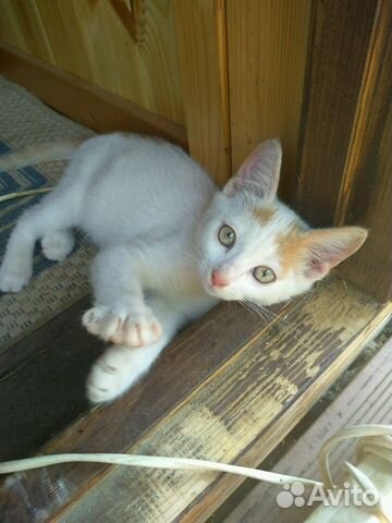 Кому крутого котана