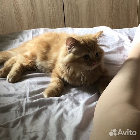 Продам кота