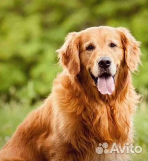 Щенок Голден Ретривер