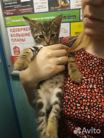 Котенок ищет хозяев