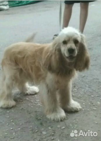 Отдам в хорошие руки Кокера-Спаниеля