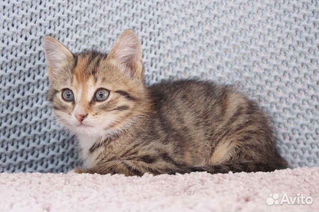 Котёнок крысолов