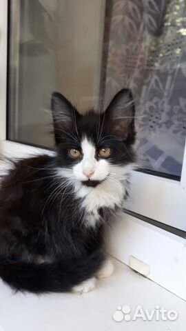 Шикарный котёнок метис ищет дом