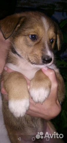 Щенки в добрые руки