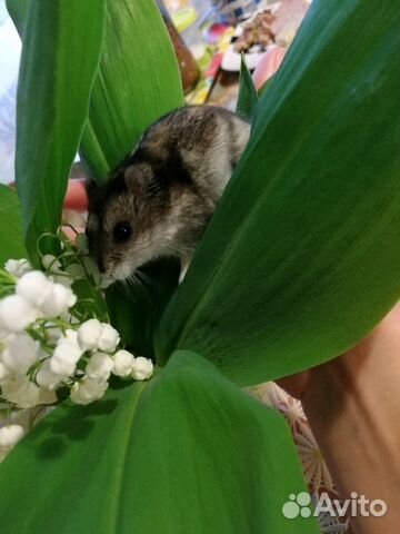 Джунгарский хомяк