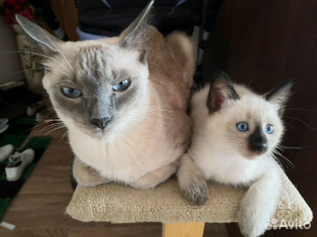 Тайские котята