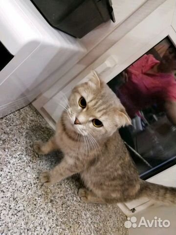 Случка британской кошки