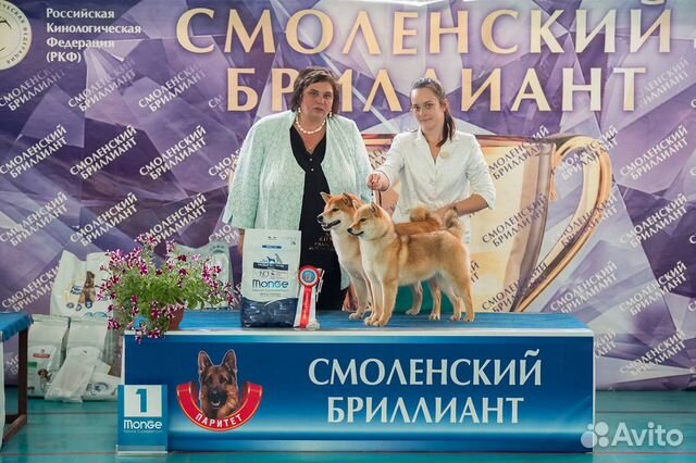 Подрощенная девочка сиба