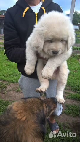 Щенок Тибетского мастифа