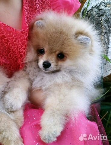 Помы Крем-соболь