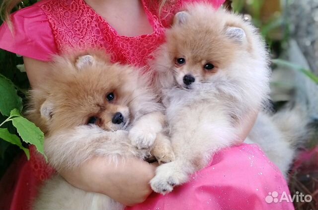 Помы Крем-соболь