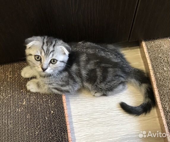 Котята шотландские