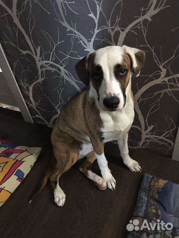 Амстафф в добрые руки