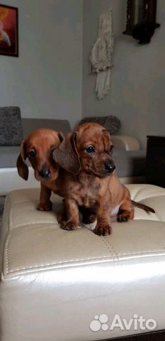 Щенки таксы миниатюрной