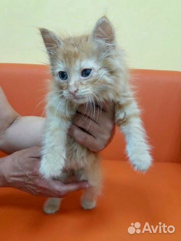 Котенок рыжий, мальчик, кот, кошки