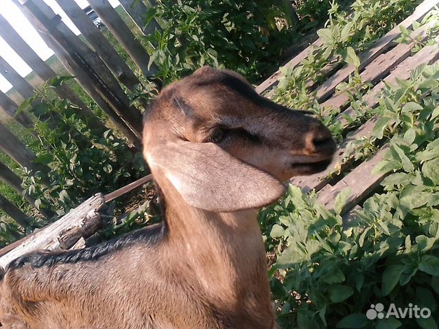 Козлики нубийцы