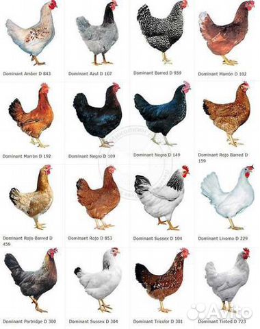 Яйцо инкубационное Доминантов