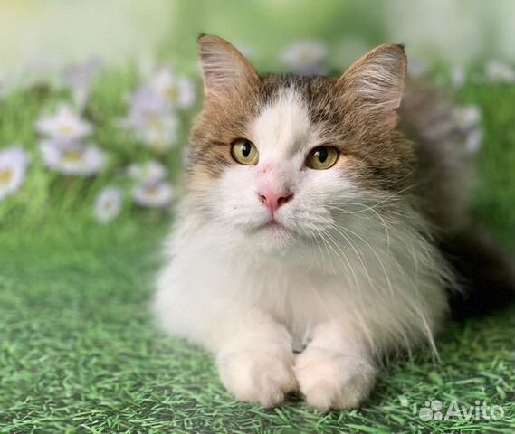 Котодети из приюта ищут своих родителей