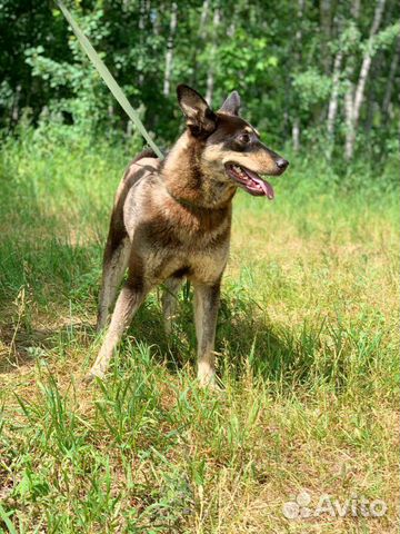 Нежная собака Латте в добрые руки