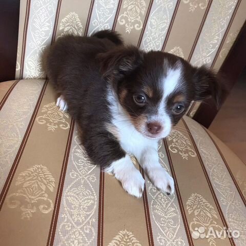 Продам щенков Чихуахуа