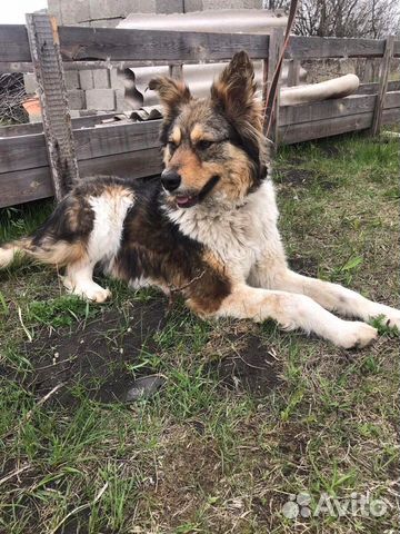 Ищет дом красавица Лайма