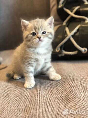 Котята. Породистые шотландцы