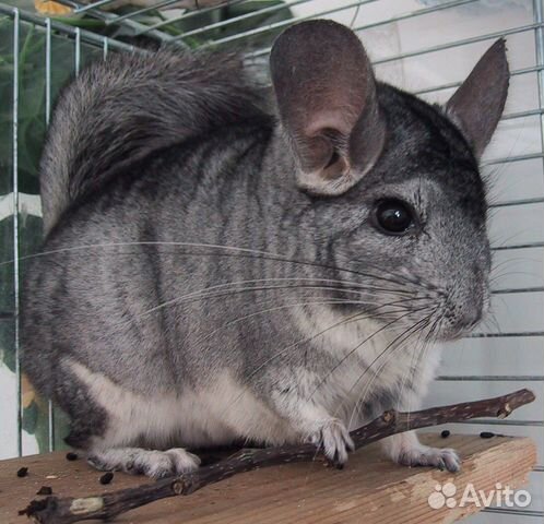 Шиншилла