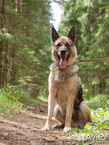 Восточноевропейская овчарка в добрые руки