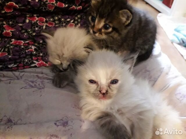 Котята 5 недель