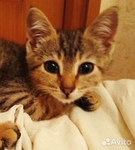 Котенок в добрые руки