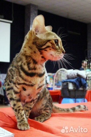 Продажа бенгальчиков