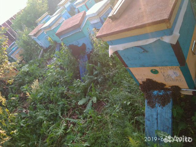 Матки роевые неплодные