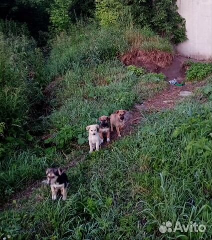 Отдадим в добрые и ответственные руки 4 щенят дево