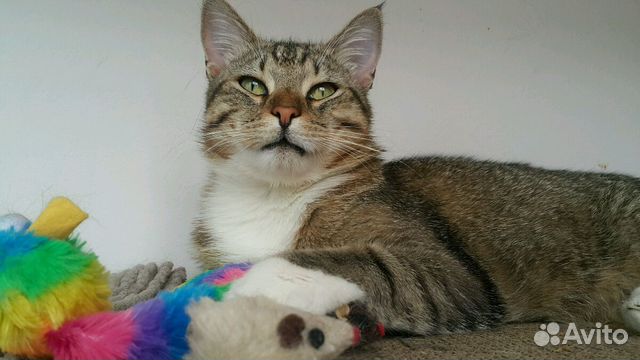 Котик Миша ищет любящую семью