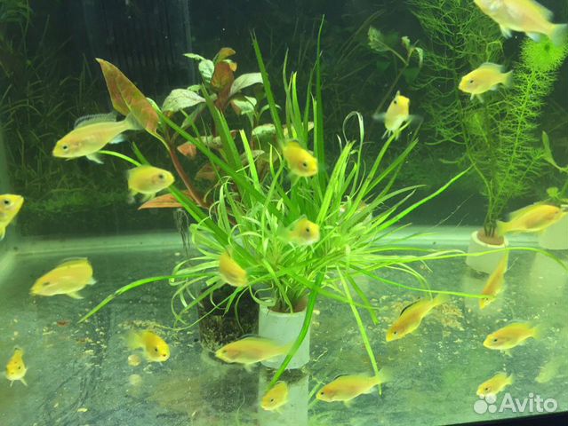 Лабидохромис еллоу мальки