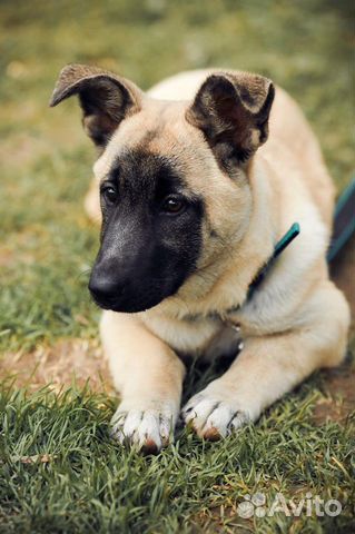 Барби маленькая красотка ищет дом Щенок в дар