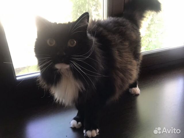 Кот Сеня ищет добрые руки