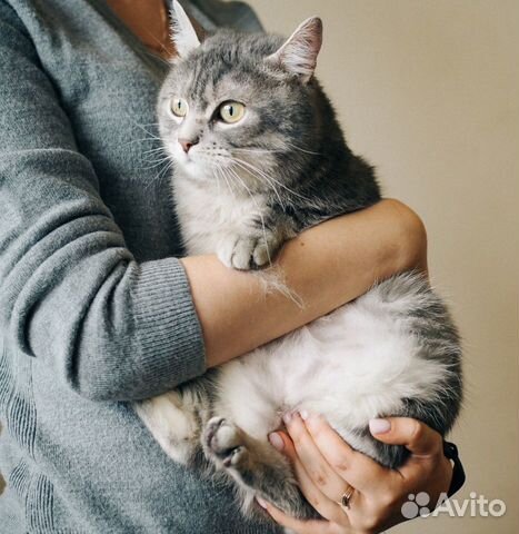 Котик Тео ищет дом