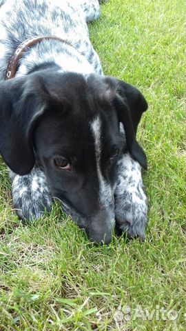 Русский охотничий Спаниель