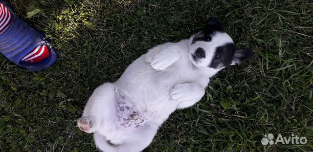 Щенок лайки