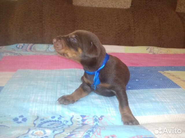 Коричневый доберман кобель