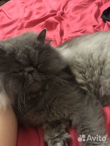 Персидский кот